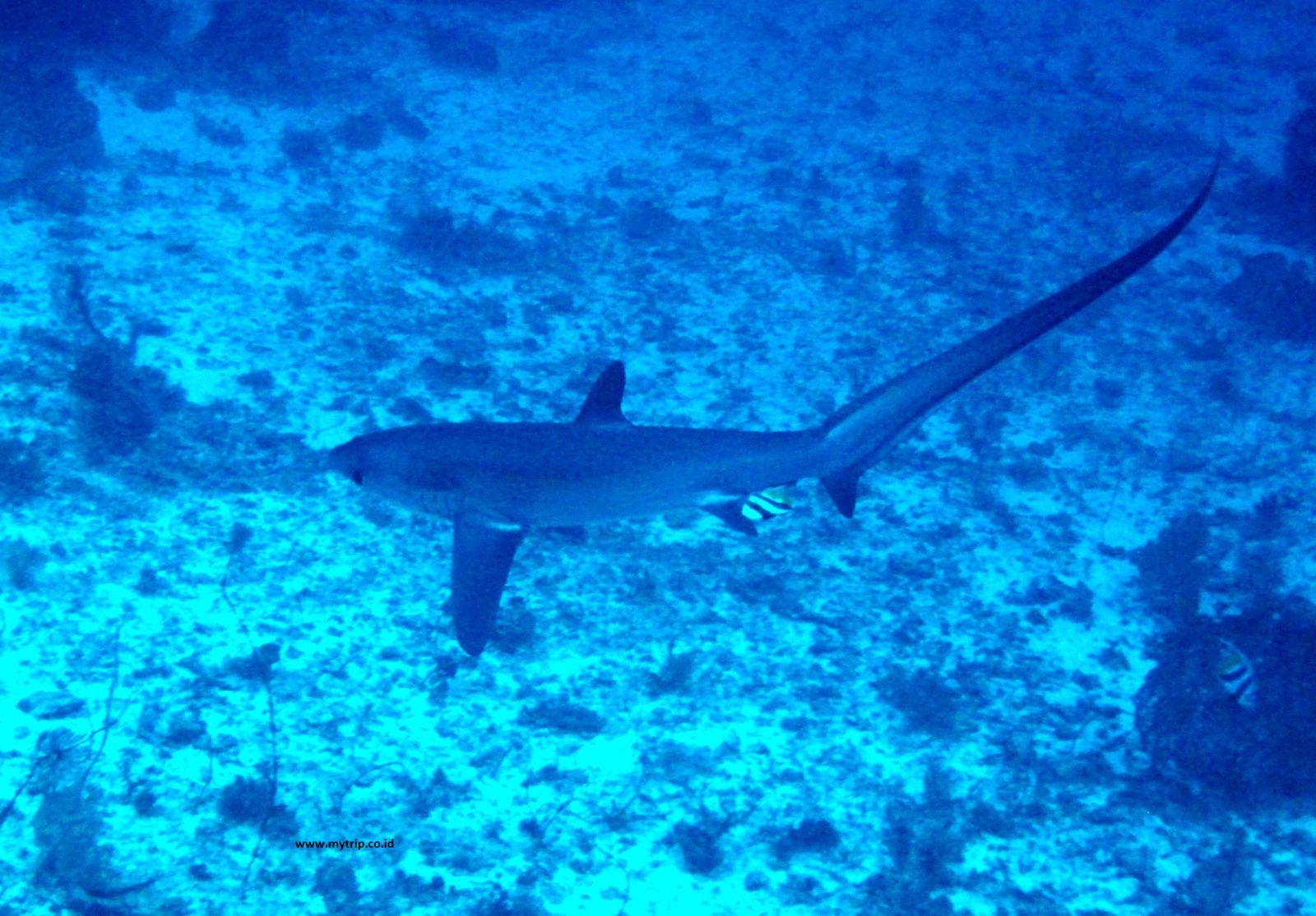 24 BINATANG KHAS DARI SELURUH DUNIA (Bagian 2)